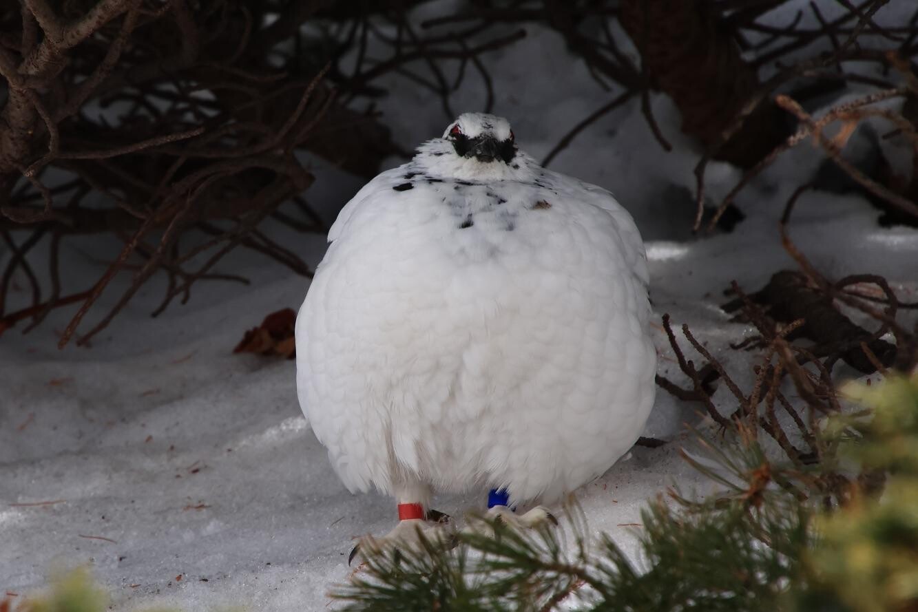 cyのページ | YAMAP / ヤマップ