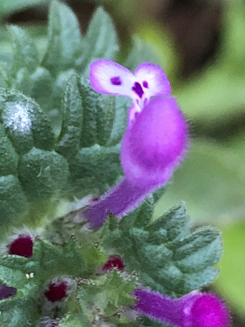 この小さきかわいいもの 山の中で会ったら... / ちえみさんのモーメント | YAMAP / ヤマップ