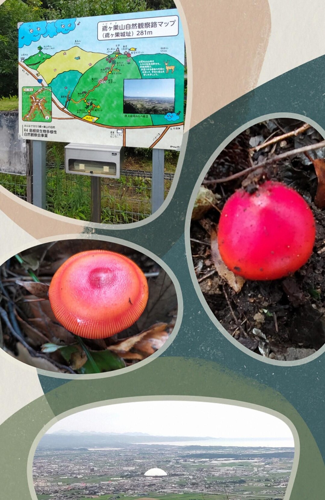 鳶が巣山🏕️タマゴタケ🥚🍄は？ / さんちょtbさんの鼻高山・弥山・旅伏山の活動データ | YAMAP / ヤマップ