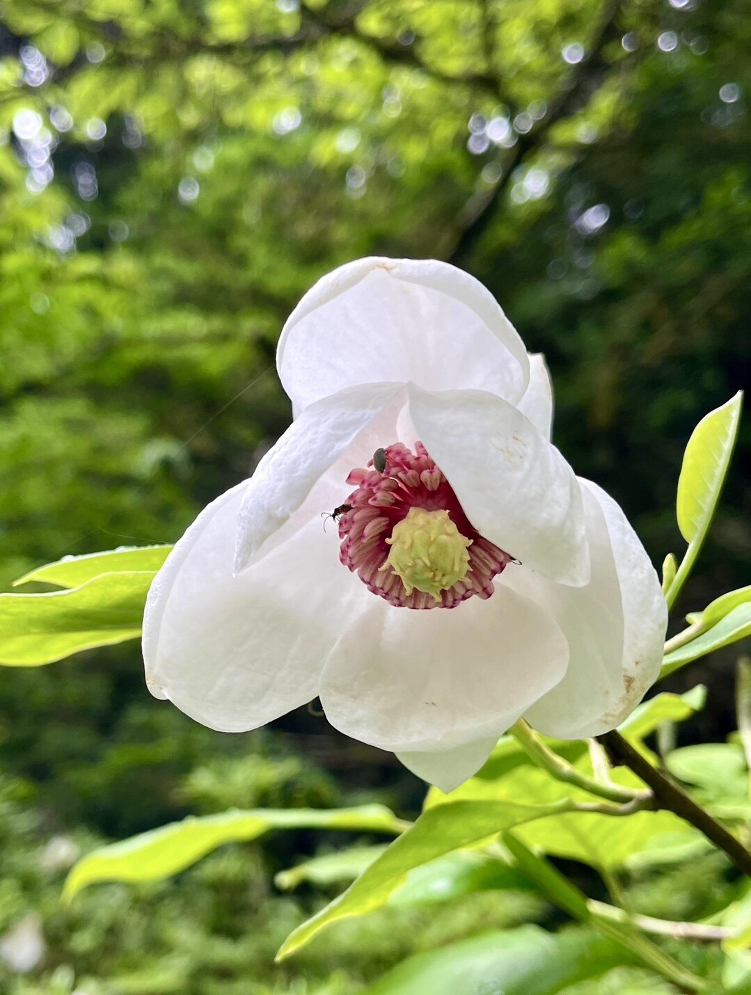 金剛山 / milky55さんの金剛山・二上山・大和葛城山の活動データ | YAMAP / ヤマップ