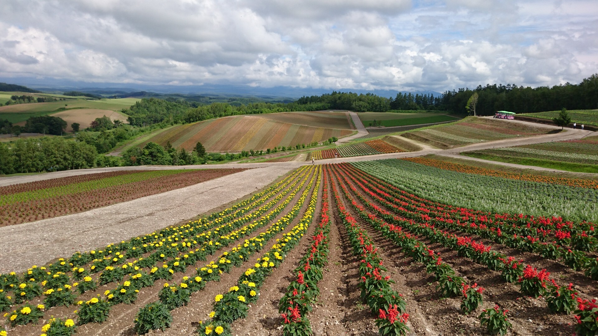 北海道の美瑛の景色2022.6.30 / Mirok3さんのモーメント | YAMAP / ヤマップ