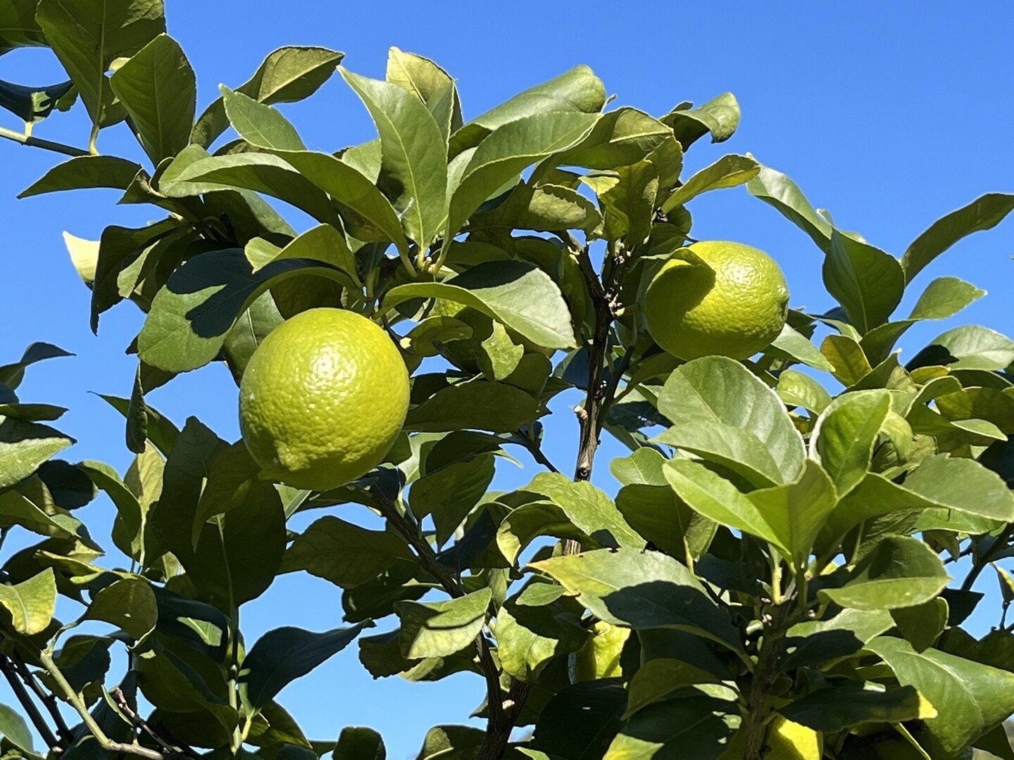 友人のレモン農園訪問🍋瀬戸田レモンはこ... / アヤップさんのモーメント | YAMAP / ヤマップ