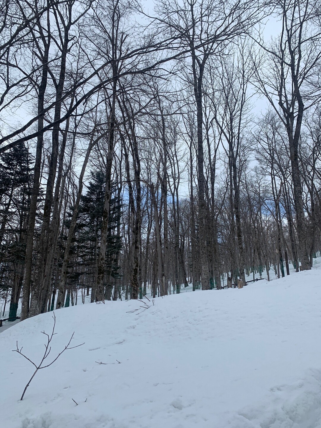 嵐山・近文山・下半面山 吹雪いてきた💦 / tar_cyさんの旭川市の活動データ | YAMAP / ヤマップ