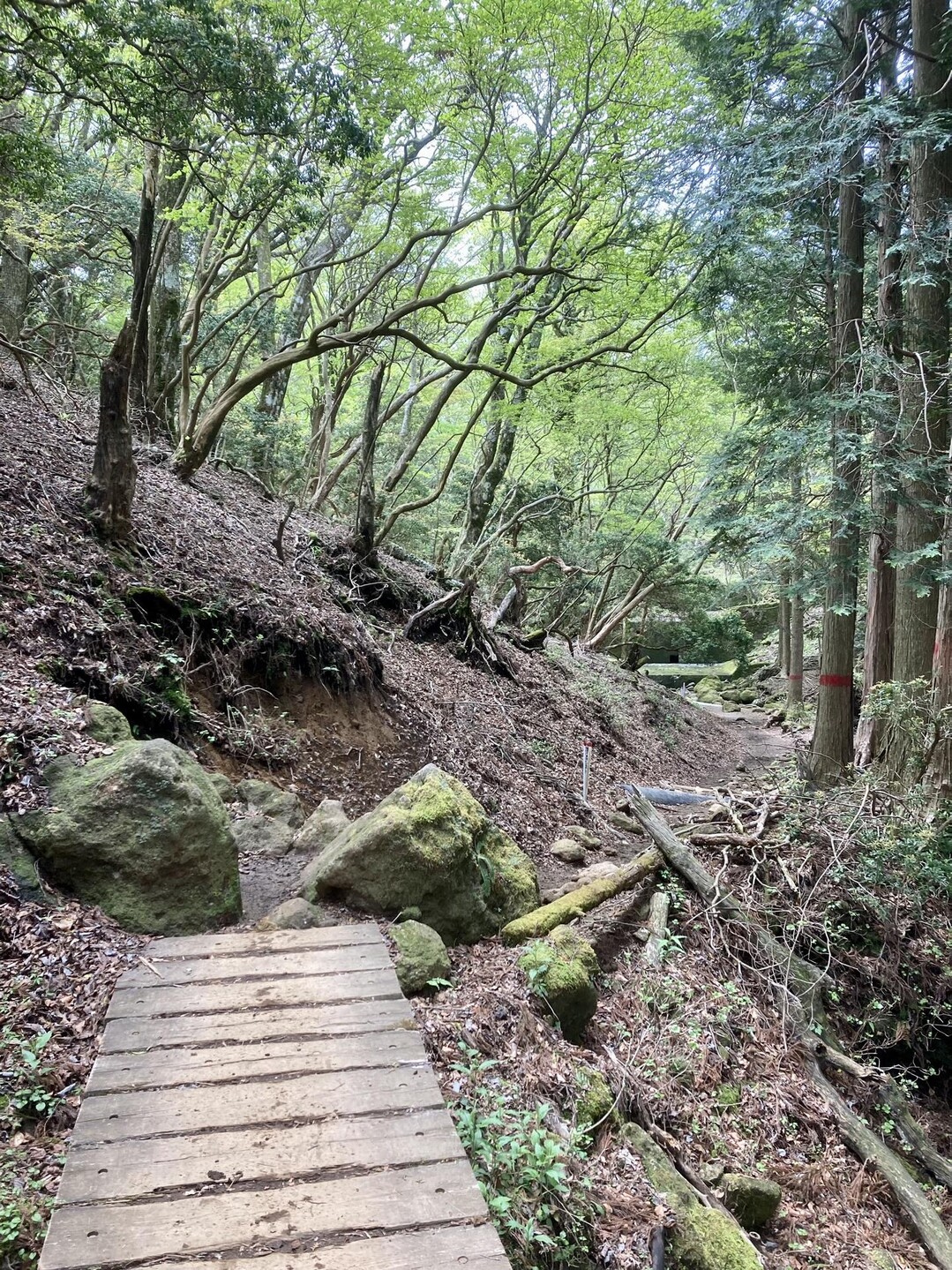 GW伊豆の旅、万二郎岳・万三郎岳（天城山） / Ozanさんの天城山・鉢ノ山・三筋山の活動データ | YAMAP / ヤマップ