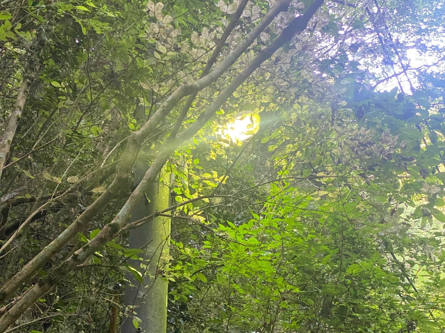 7/18(tue)7:40スタート。琵琶... / UKさんのモーメント | YAMAP / ヤマップ