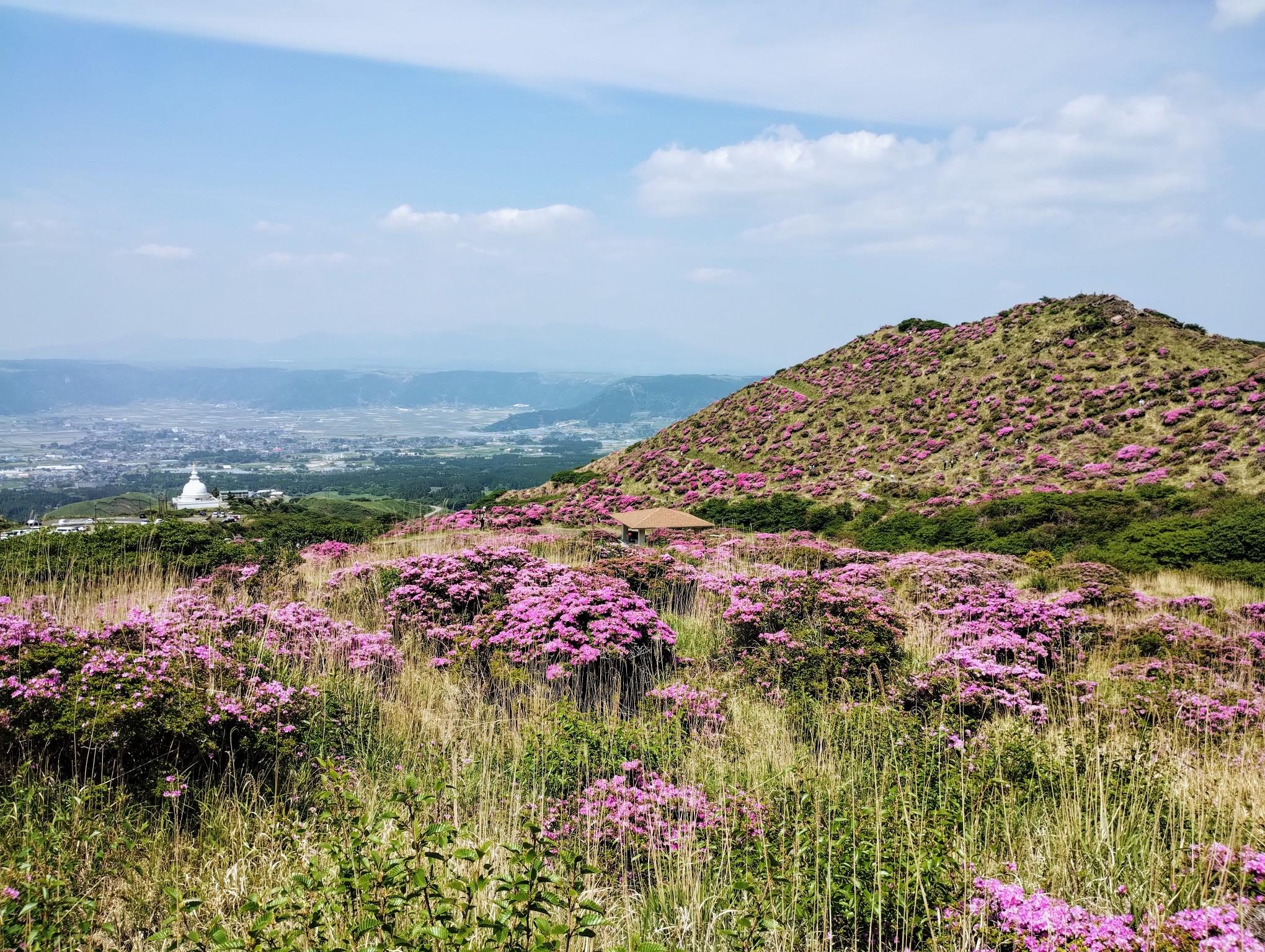 阿蘇・仙酔峡のミヤマキリシマ見頃 202... / マカオンおじさん🐓🇯🇵さんのモーメント | YAMAP / ヤマップ