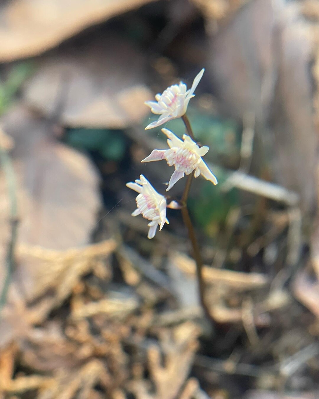 冬眠の合間に いつものセリバオウレンの... / Atto-Rieさんのモーメント | YAMAP / ヤマップ