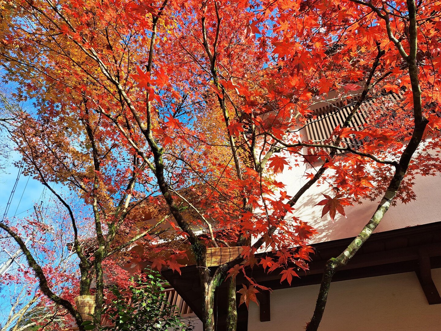 貴船山・鞍馬山-2023-11-25 / RYUさんさんの貴船山・鞍馬山の活動データ | YAMAP / ヤマップ