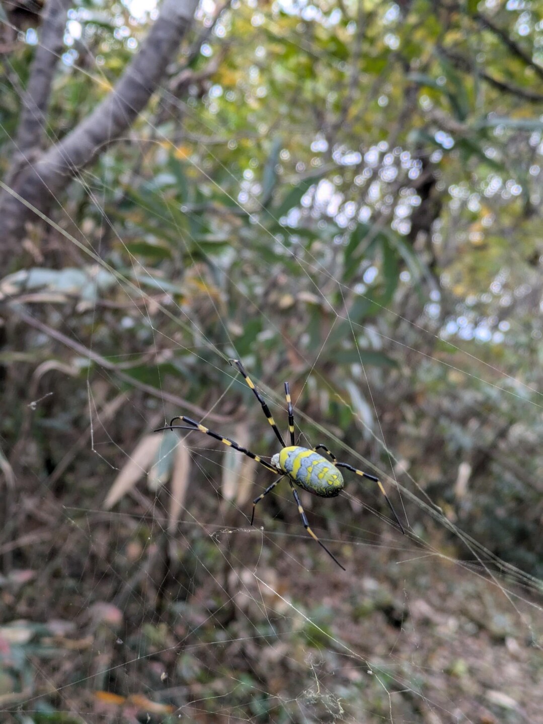 祖谷登山口〜前医王山・国見ヒュッテ 周回コース / P-manさんの医王山・白兀山・箱屋谷山の活動データ | YAMAP / ヤマップ
