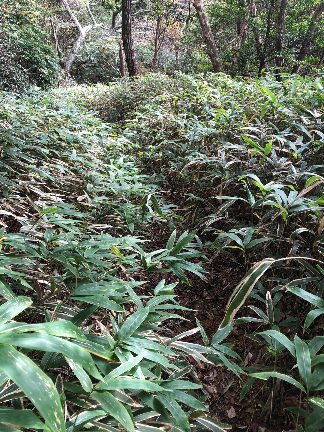 Hiyoさんの投稿したフィールドメモ | YAMAP / ヤマップ