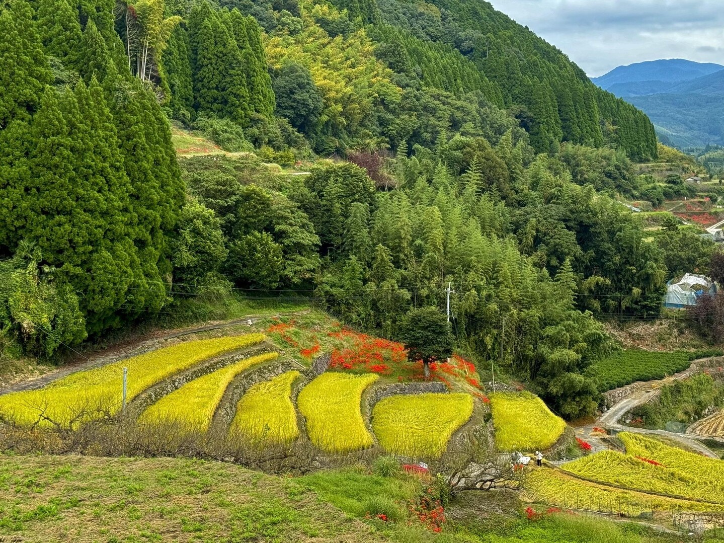 【熊本の里山㉒】 姫御前岳…🕷️Fighting the spider web🕸️Petit Trail-run / Red-RAV4💫さんの星塚山・スガ岳・姫御前岳の活動日記 | YAMAP ...