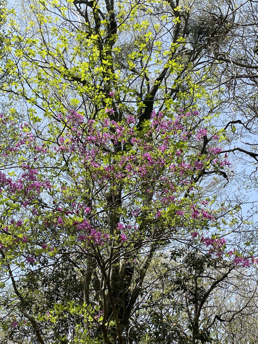 石谷山・九千部山 / MIHOさんの九千部山・石谷山の活動データ | YAMAP / ヤマップ