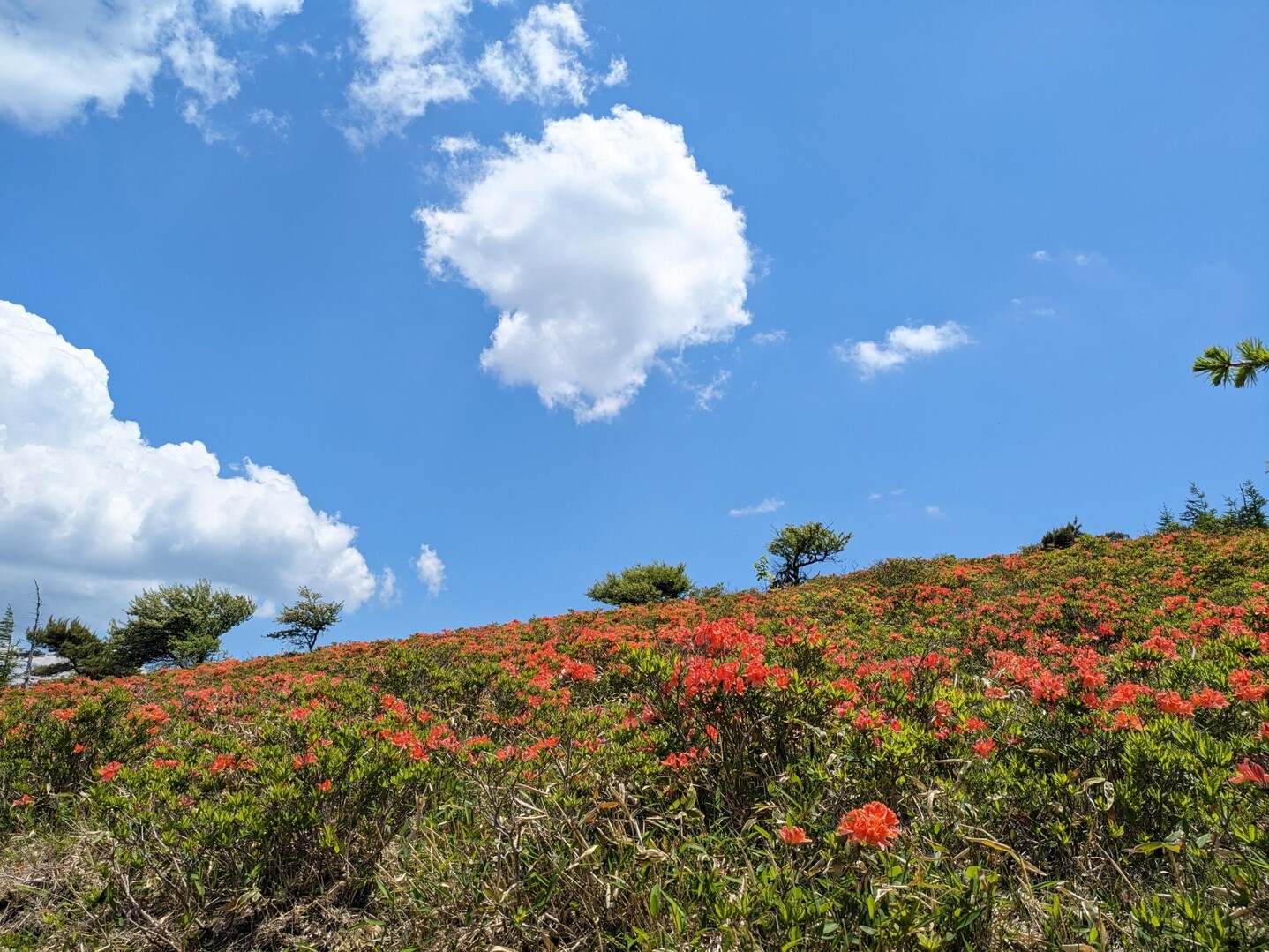 レンゲツツジが見頃の鉢伏山・前二ツ山 / 歩ん婆（ayunba）さんの鉢伏山・高ボッチ山・三峰山の活動データ | YAMAP / ヤマップ