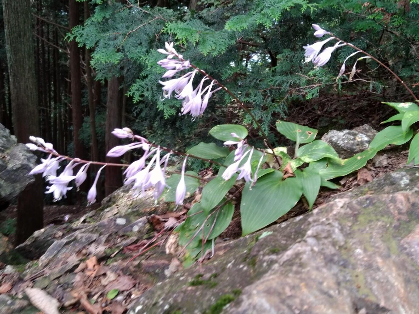 R5 9月古賀志山-中岩 / ルークさんのウォーキングの活動データ | YAMAP / ヤマップ