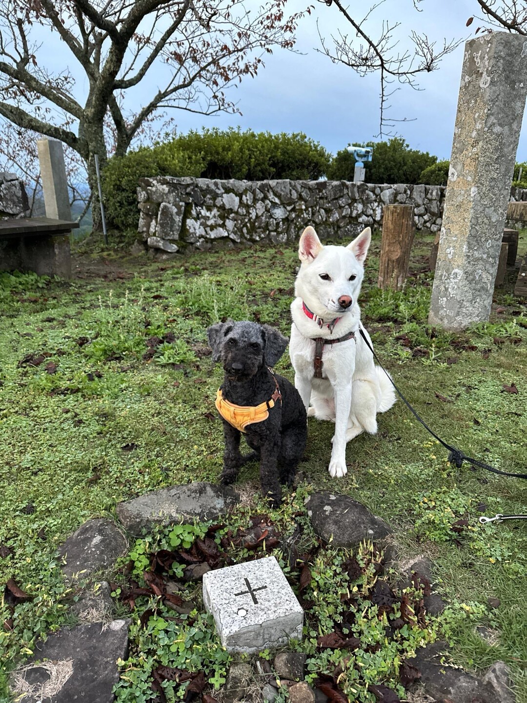 ⛅️今日のお散歩🐶🐩😀弥高山 / GHハコさんの弥高山の活動データ | YAMAP / ヤマップ