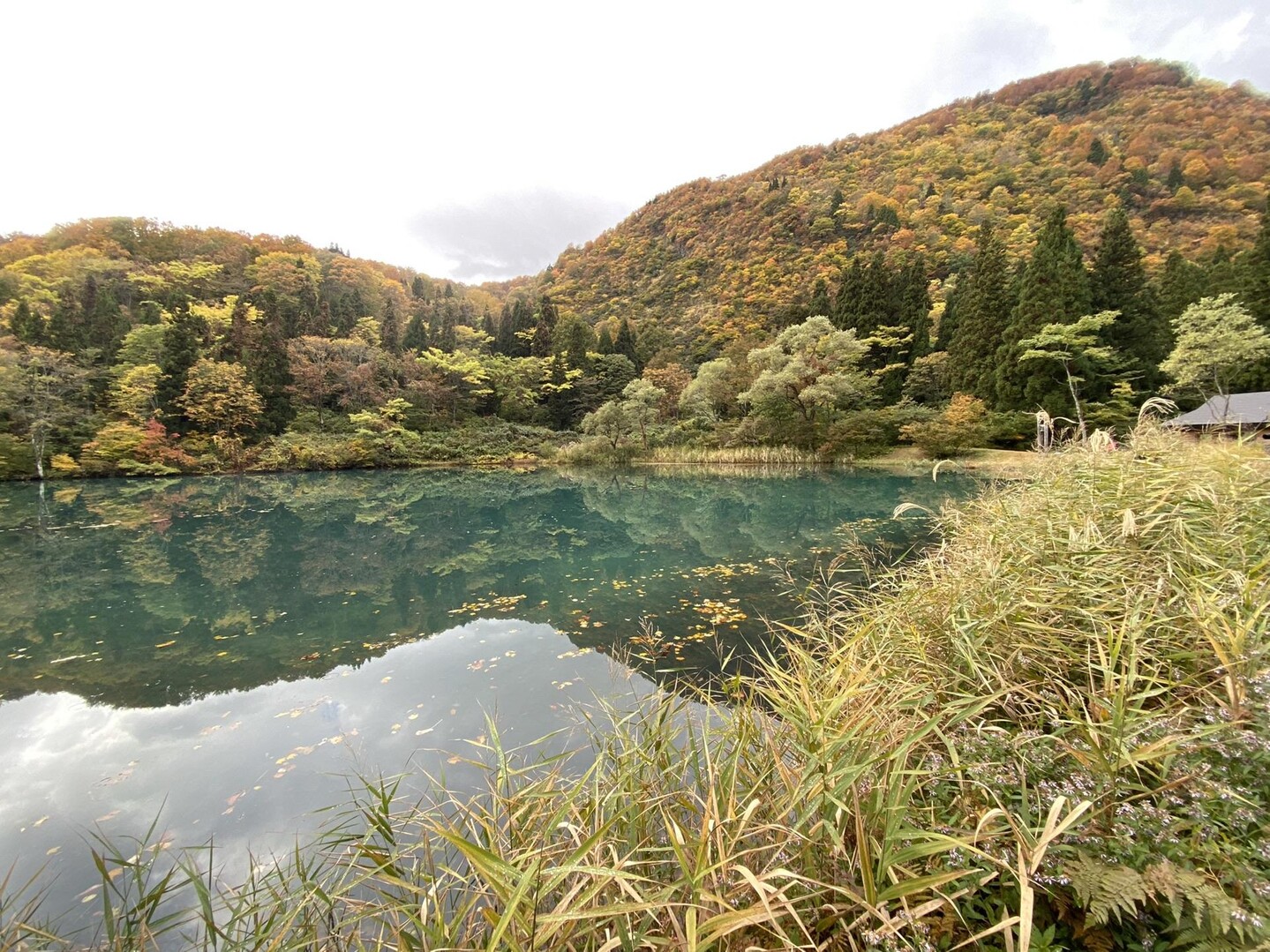 しろ池〜戸倉山 / miuさんの駒ヶ岳の活動日記 | YAMAP / ヤマップ