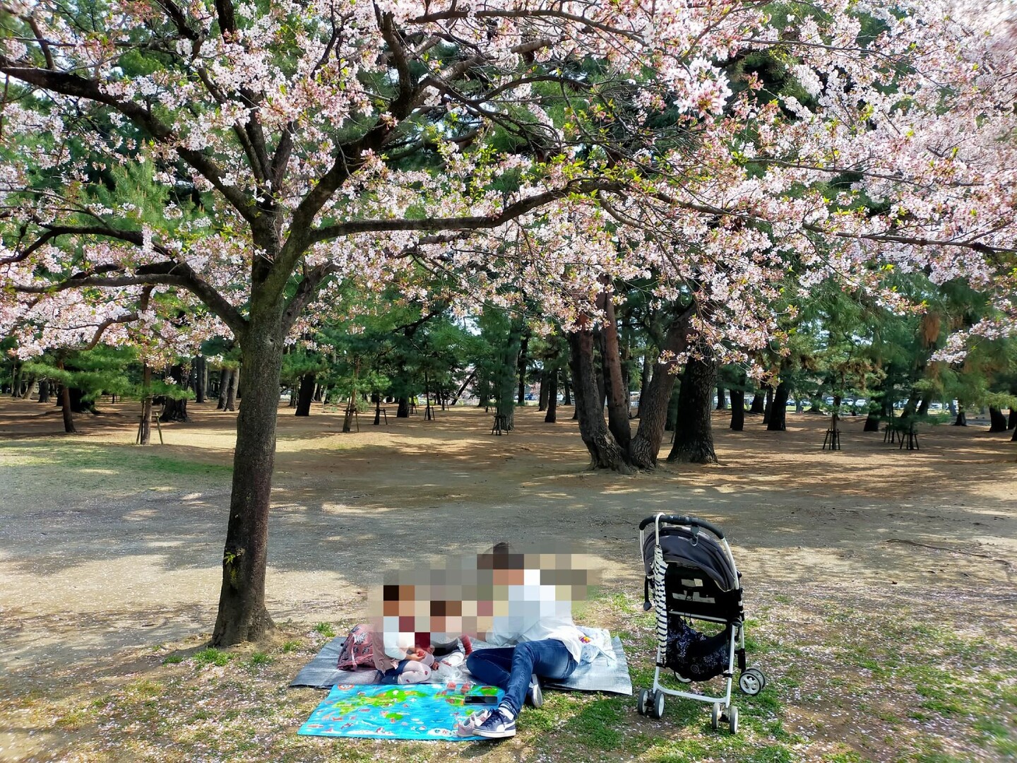 敷島公園でお花見。 見事な🌸のシャワー... / Berryさんのモーメント | YAMAP / ヤマップ
