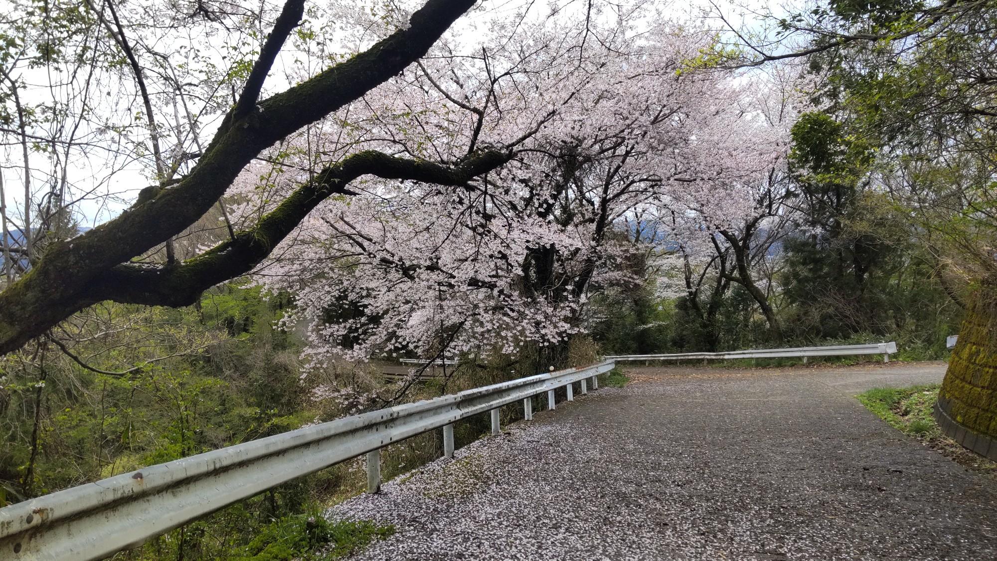 八幡山 https://tabibto.... / てんぐのこさんのモーメント | YAMAP / ヤマップ