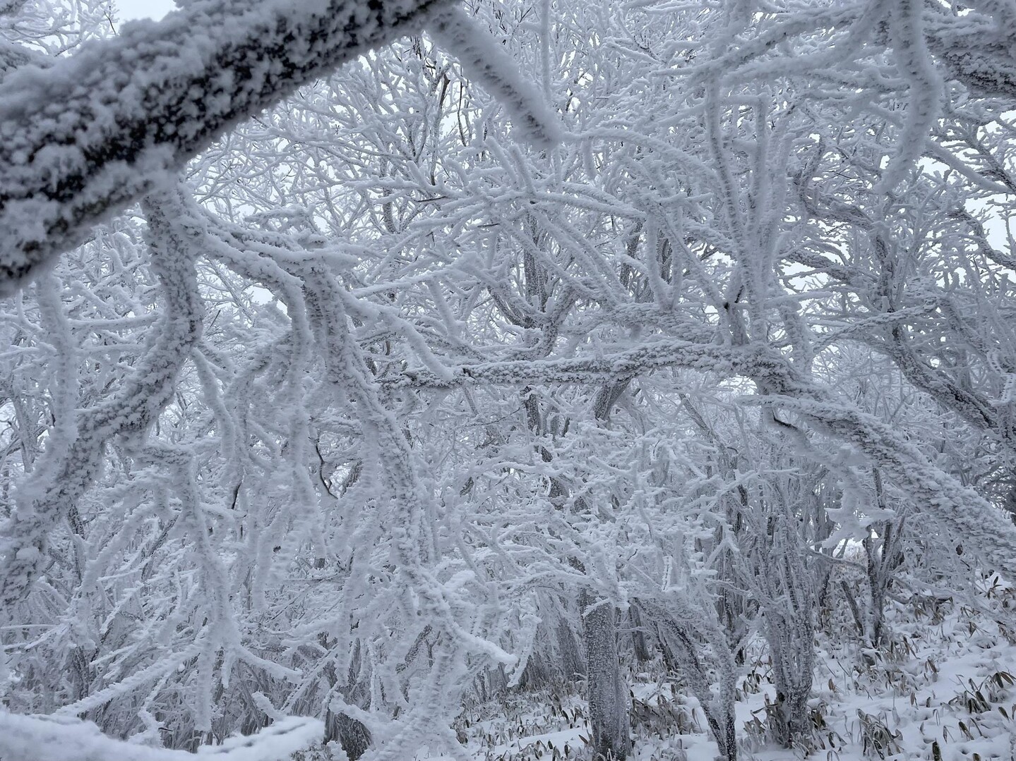 岩井川岳・扇ヶ鼻 / kinjunさんの九重山（久住山）・大船山・星生山の活動データ | YAMAP / ヤマップ