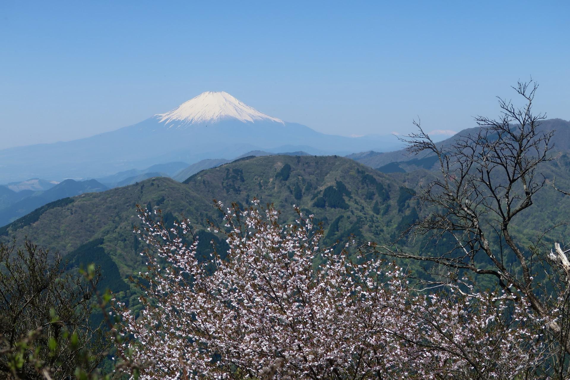 日向から大山🌸 / heeさんの大山の活動データ | YAMAP / ヤマップ