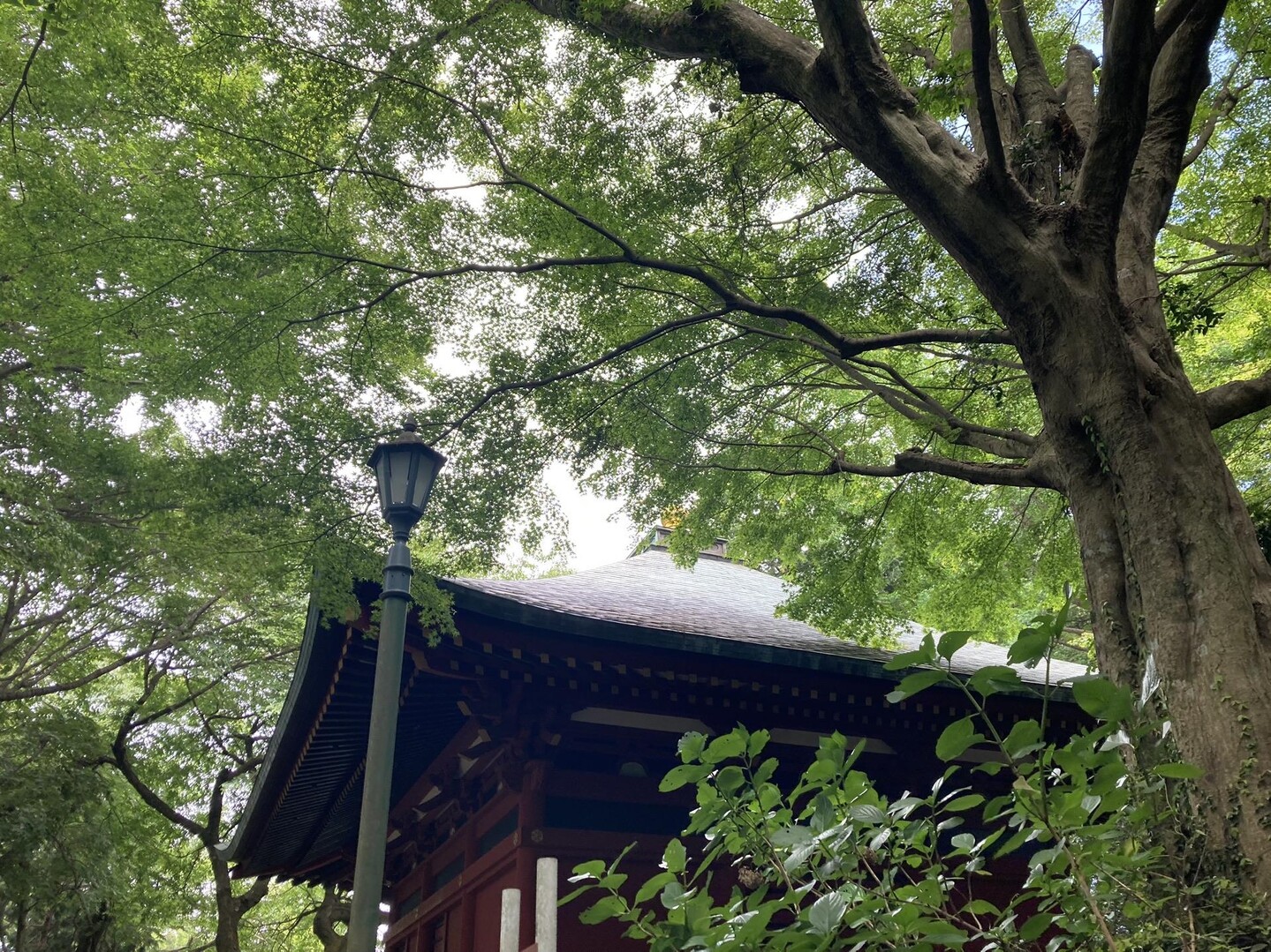 南高尾6+1サミッツ / you&meさんの高尾山・陣馬山・景信山の活動データ | YAMAP / ヤマップ