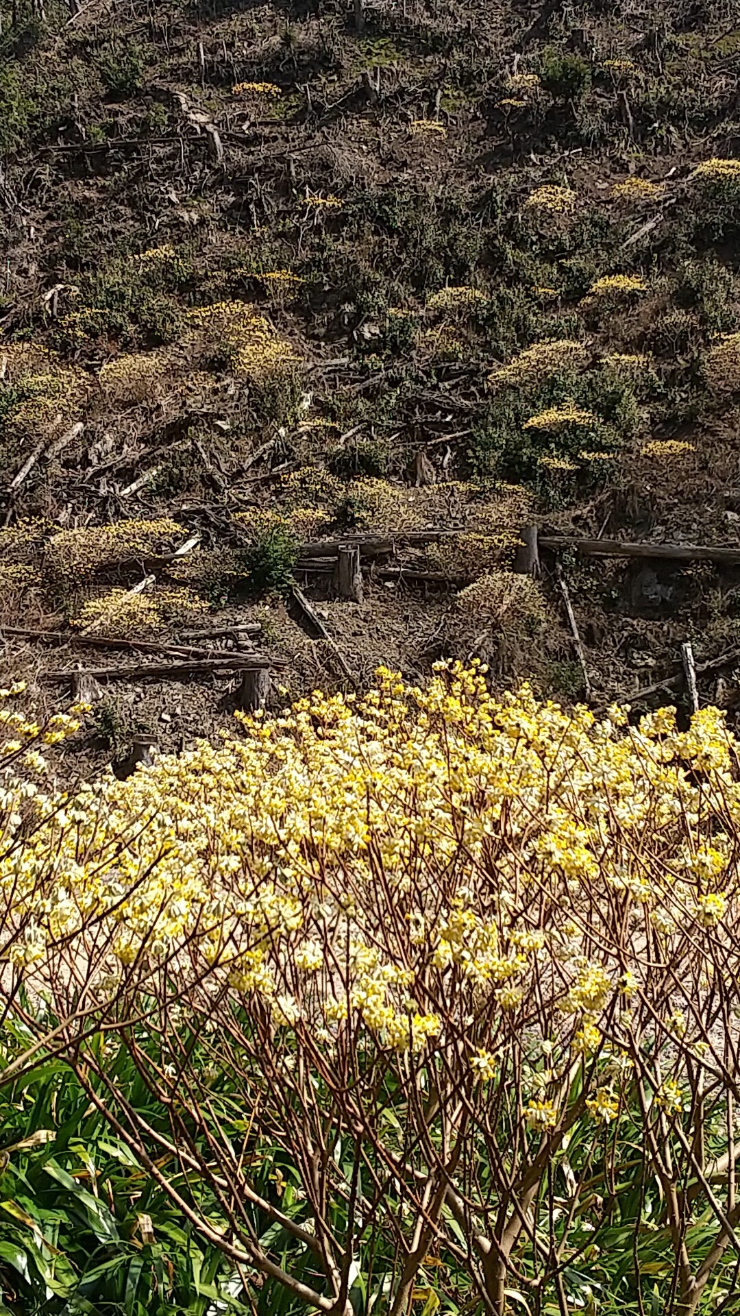 花尾山 / JBT会員番号5さんの花尾山の活動データ | YAMAP / ヤマップ