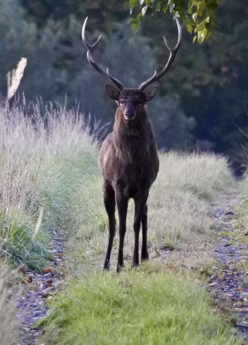 焼山 / dadswebさんの白旗山の活動データ | YAMAP / ヤマップ
