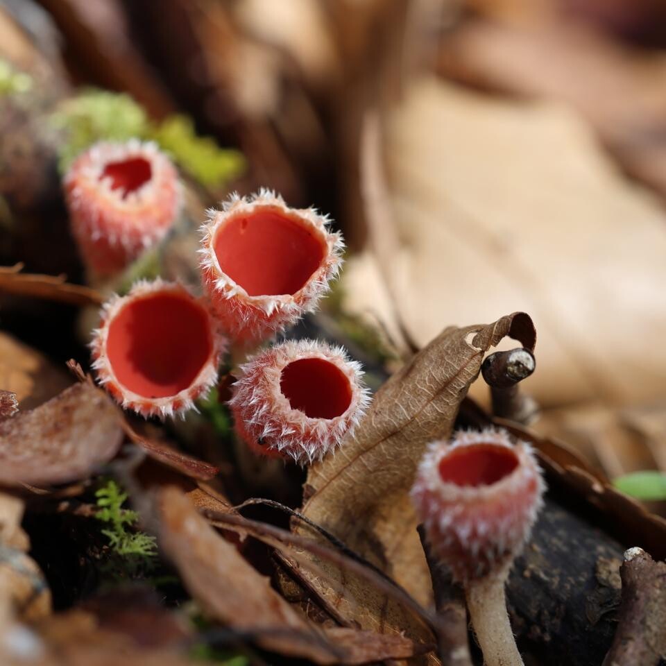 阿蘇外輪山🌸🍄散策 / miippさんのその他の活動データ | YAMAP / ヤマップ