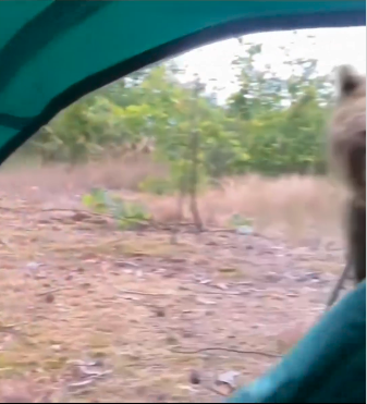 テントを開けたら🐻こんにちは〜 ht... / 千岳さんのモーメント | YAMAP / ヤマップ