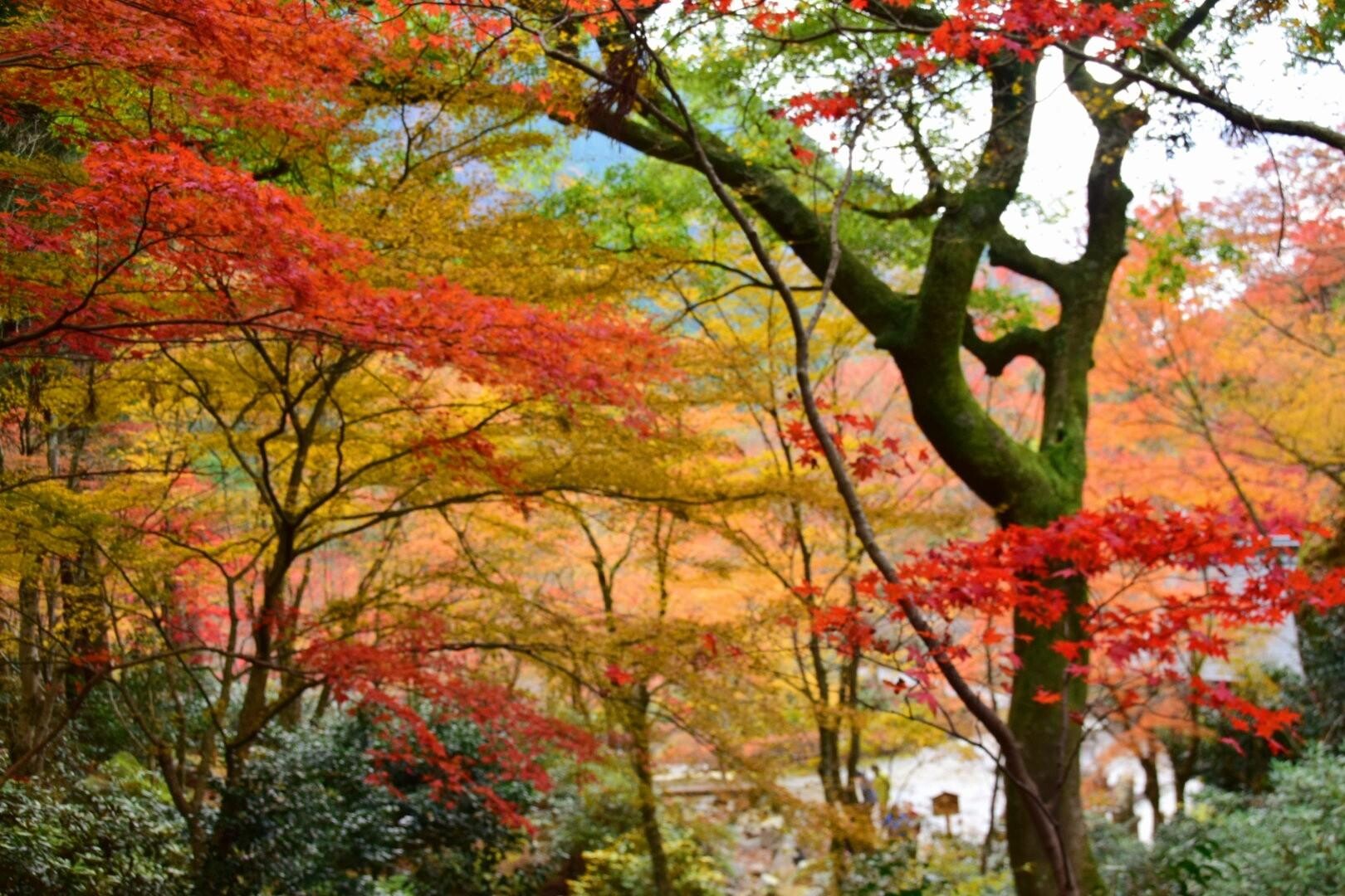 裏英彦山で紅葉狩り🍁 / ka-ruさんの英彦山の活動データ | YAMAP / ヤマップ