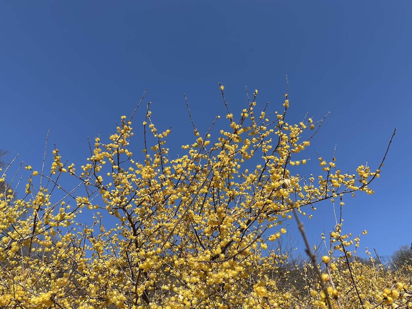 筑波山梅園、ロウバイだけ綺麗に咲いてます... / Em(エム)さんのモーメント | YAMAP / ヤマップ