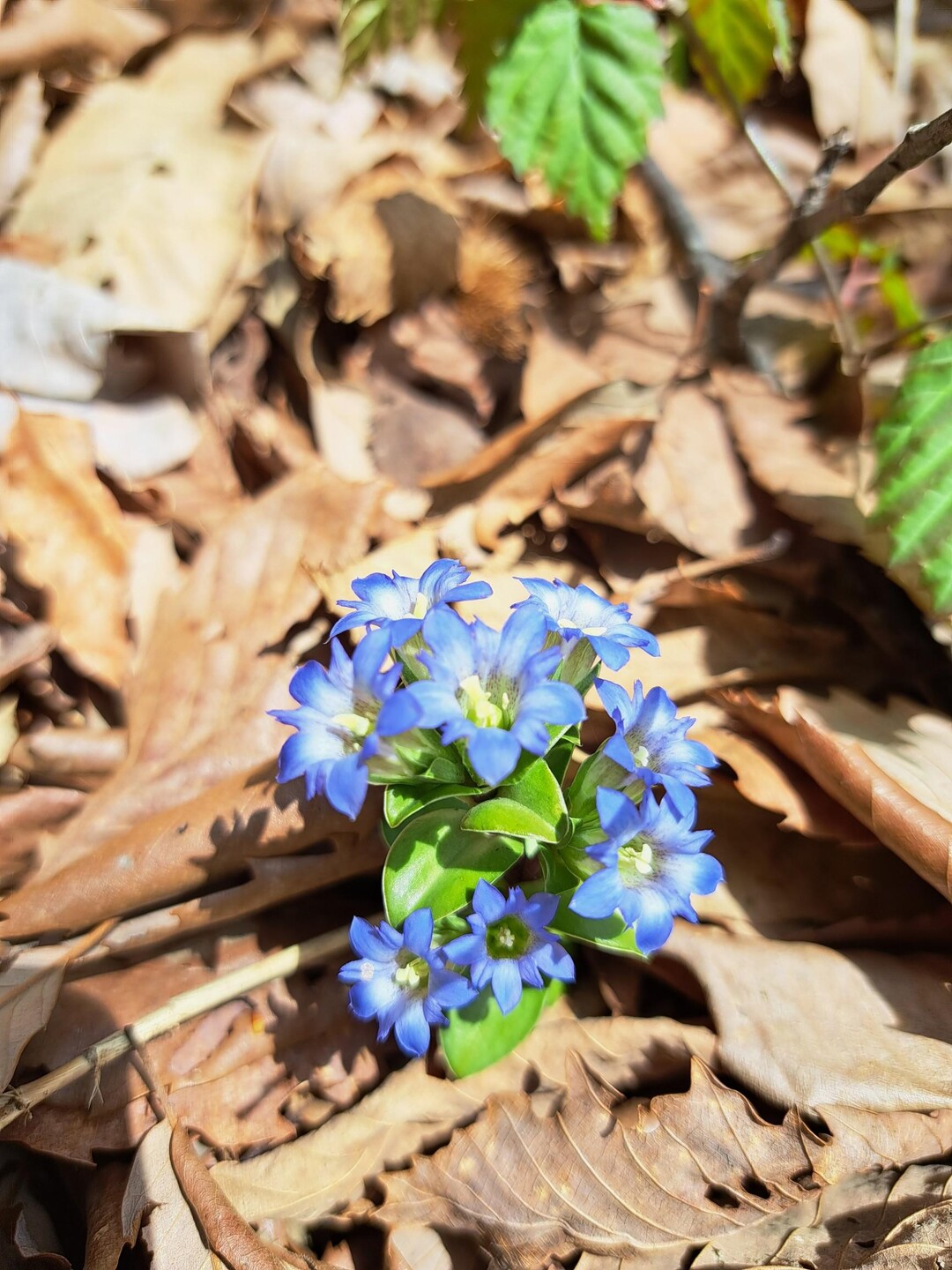 石ヶ森 / Ku-minさんの石ヶ森の活動データ | YAMAP / ヤマップ