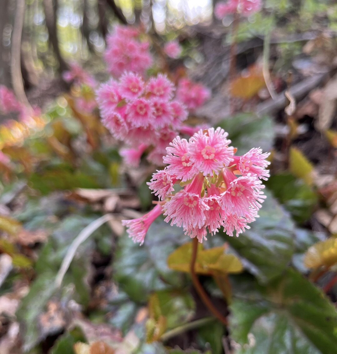 花とブナ林の大御影山 / ORIEさんの三十三間山・三重嶽・武奈ヶ嶽の活動データ | YAMAP / ヤマップ