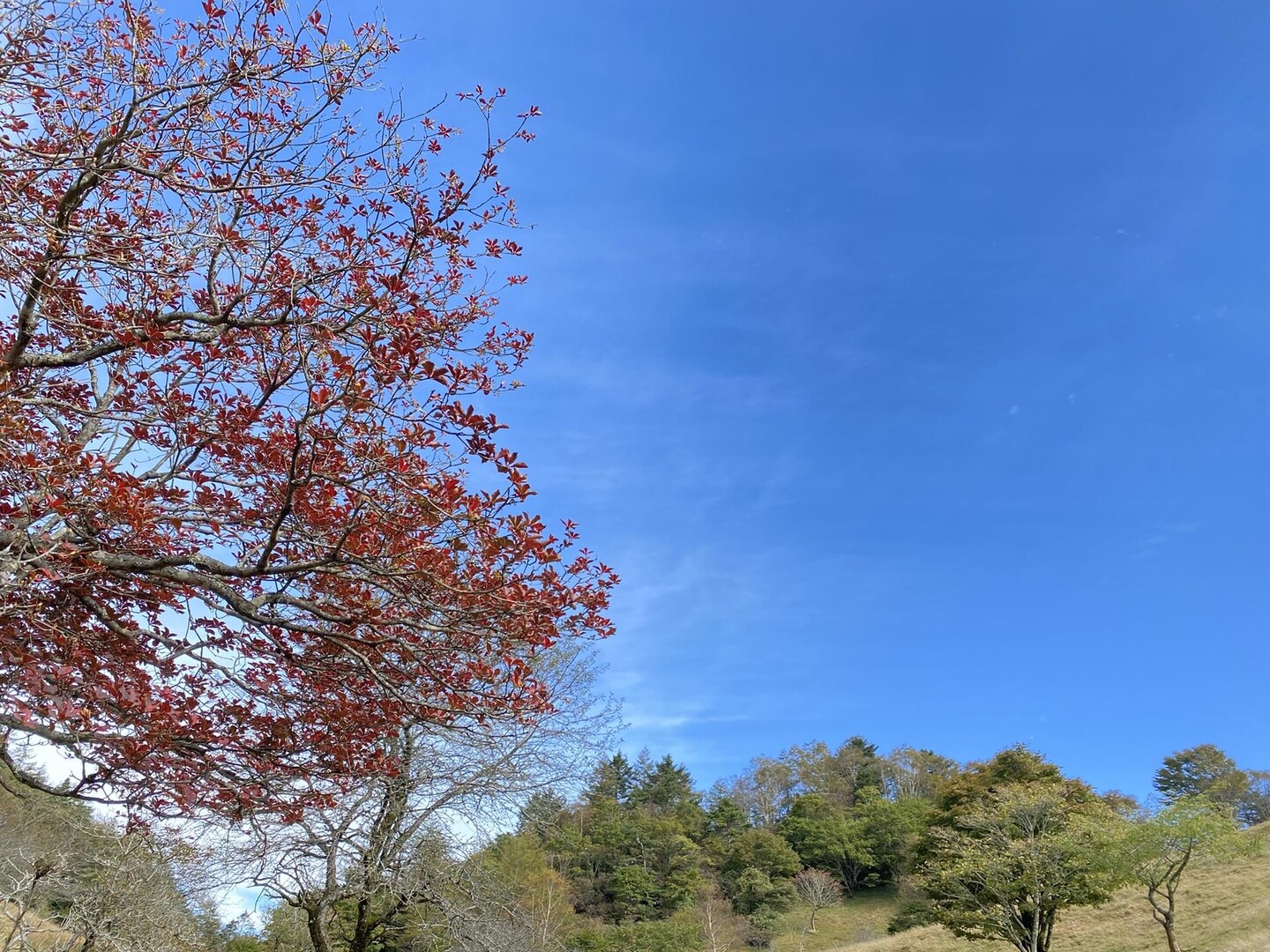 反省だらけの…大菩薩♪ / Ki zさんの大菩薩嶺・鶏冠山・大マテイ山の活動データ | YAMAP / ヤマップ