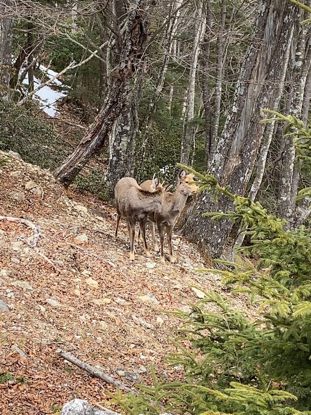 雲取山・鷹ノ巣山・六ツ石山-2020-02-25 / TKCさんの雲取山・鷹ノ巣山・七ツ石山の活動データ | YAMAP / ヤマップ
