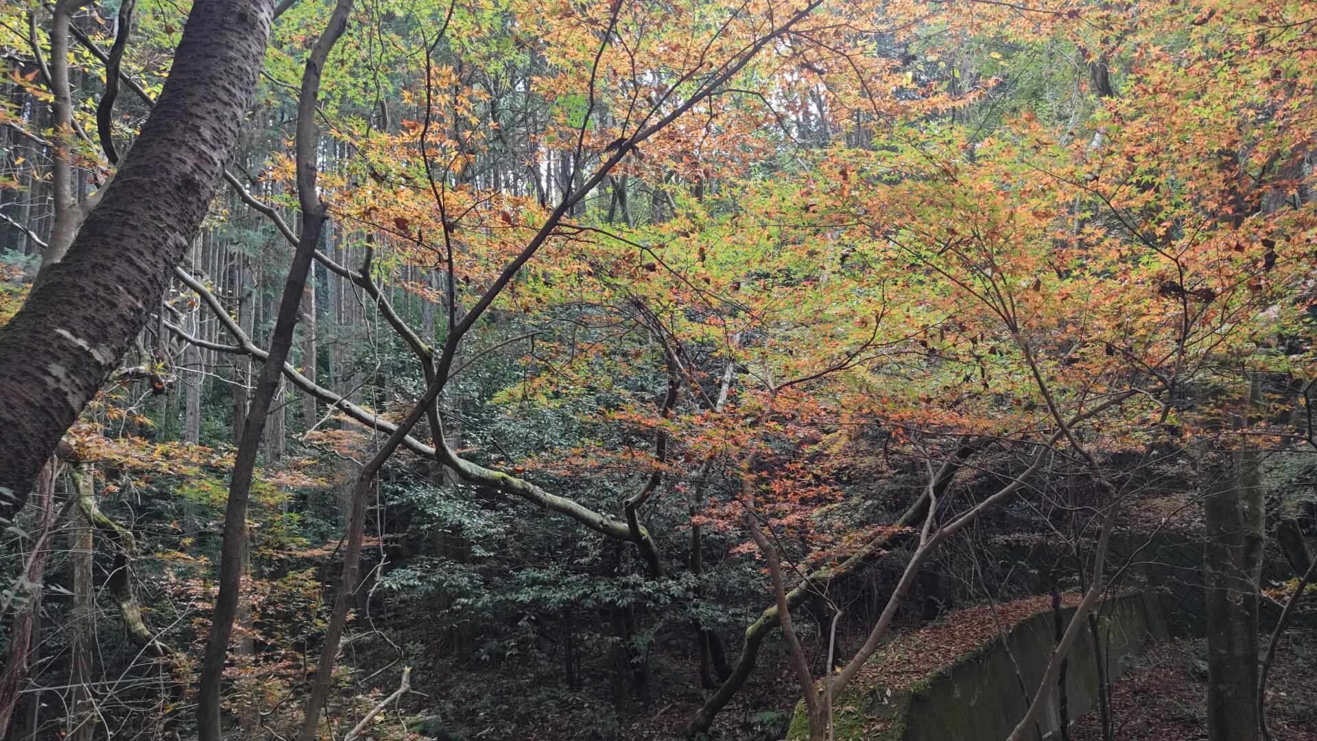 20241117🗻米田白山 / マコンbe(べ)さんの米田白山の活動日記 | YAMAP / ヤマップ