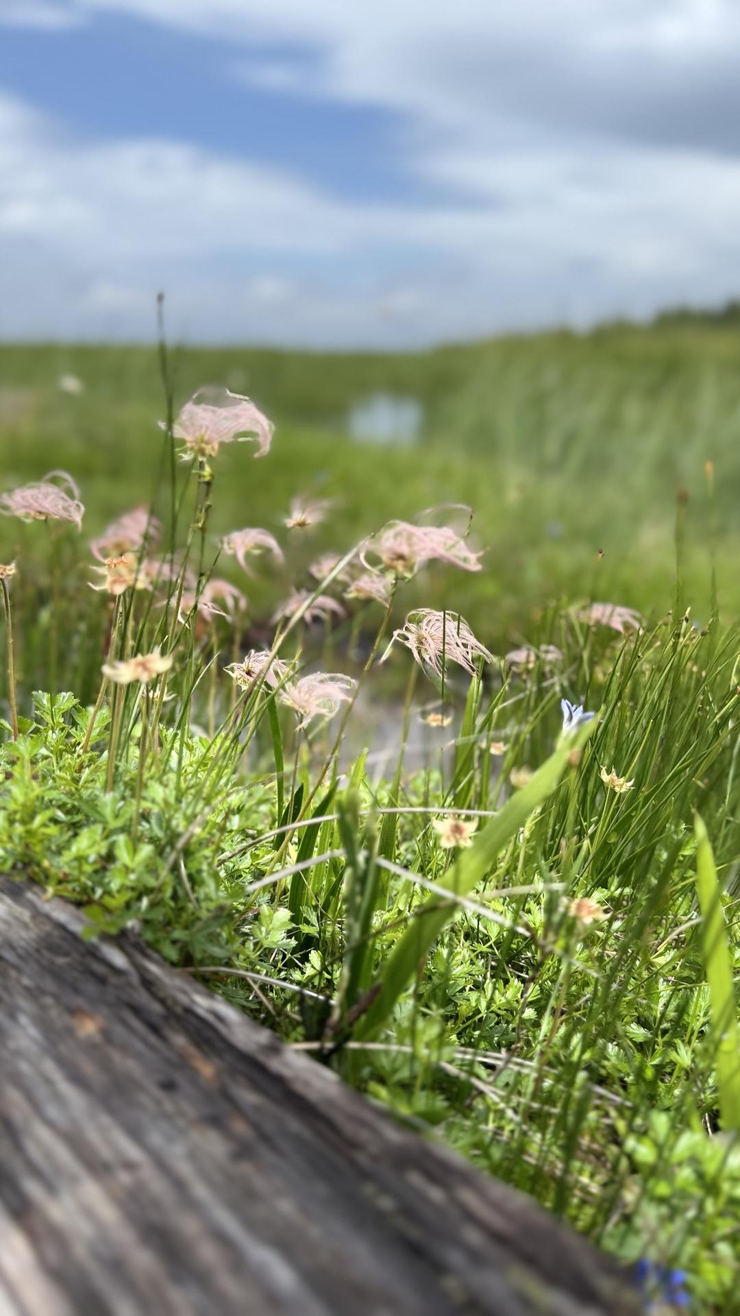 天空の楽園 田代山 / cobalt さんの田代山・帝釈山の活動データ | YAMAP / ヤマップ