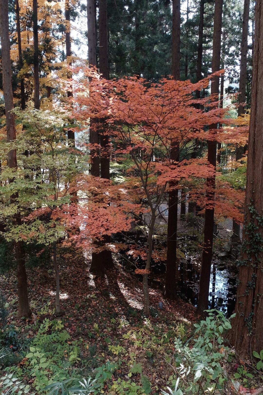 千歳山〜平清水 / 千歳山・猿岡山・戸神山の写真11枚目 | YAMAP / ヤマップ