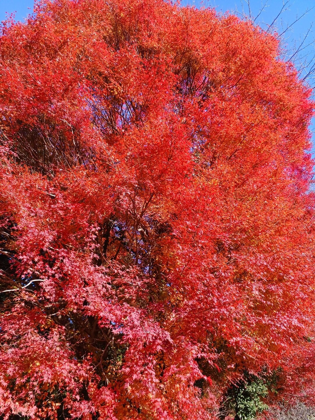 お久しぶり粟ヶ岳 / Te ruさんの粟ヶ岳の活動データ | YAMAP / ヤマップ