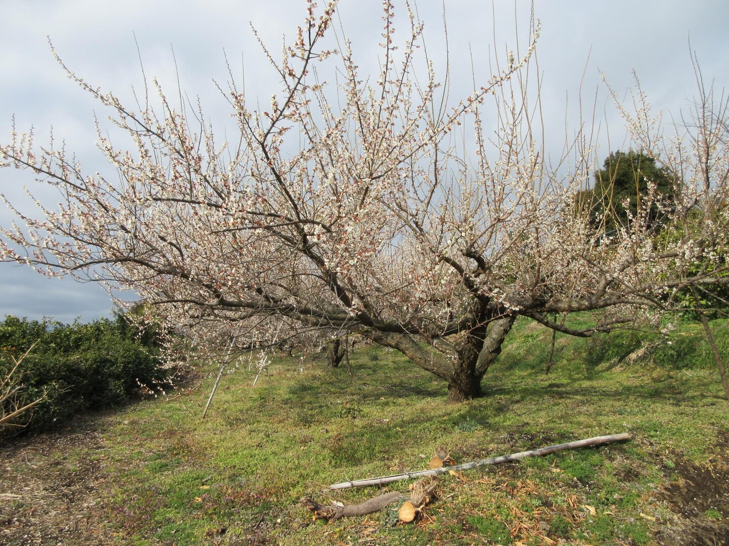 上大井駅→曽我丘陵(浅間山・不動山・曽我山・高山)→国府津駅 / kuma3016さんの不動山・浅間山・曽我山の活動データ | YAMAP / ヤマップ