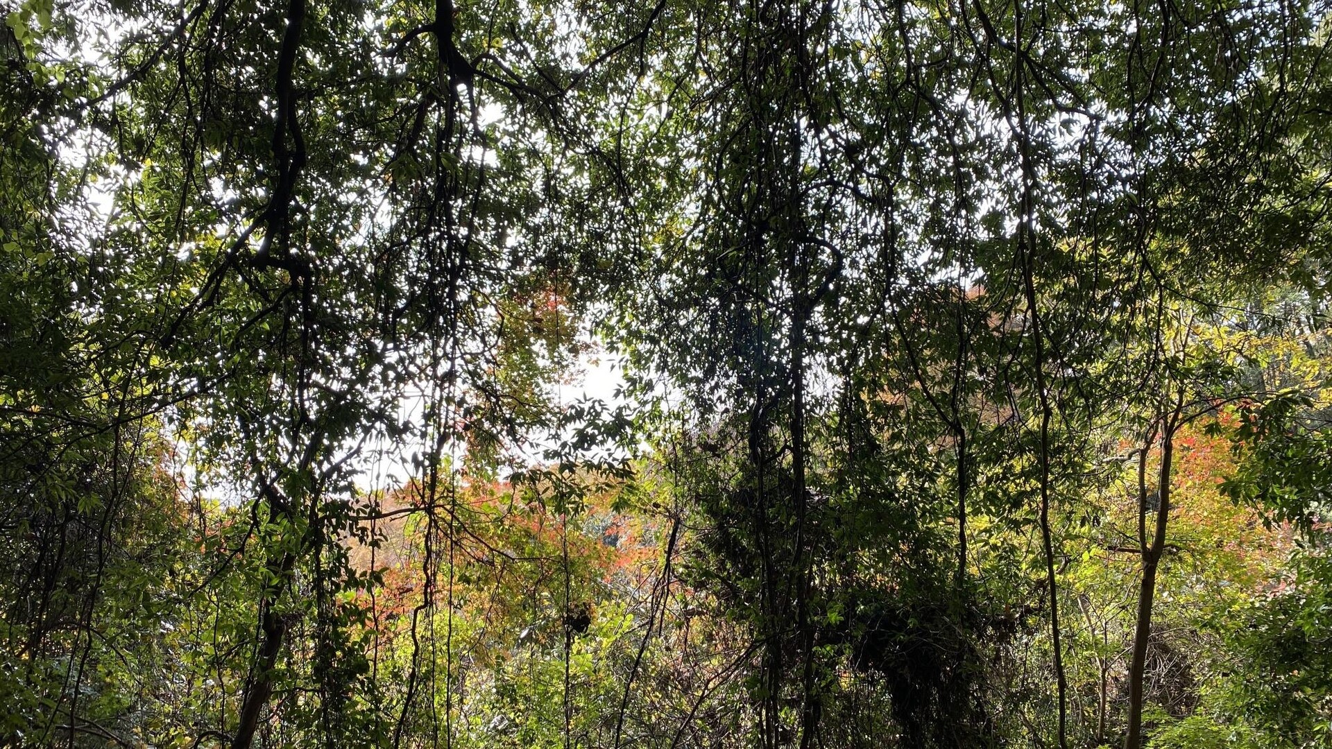 松倉山 / ok-enterさんの松倉山の活動データ | YAMAP / ヤマップ