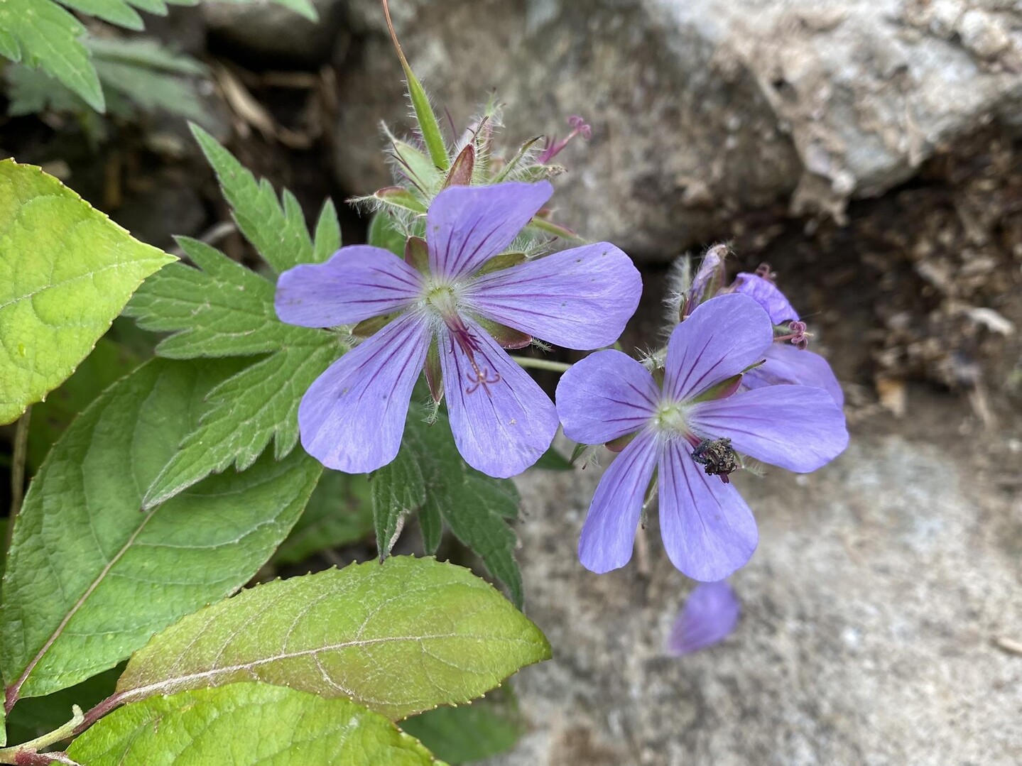 オロフレ山：Day3･お花🌸も景色も大満足の山 ️ / echinaceaさんのオロフレ山・来馬岳の活動日記 | YAMAP / ヤマップ
