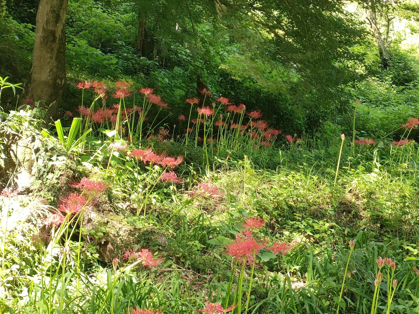 日の出山→LANI→御岳渓谷🌼 / しまたんさんの大岳山・御岳山・御前山の活動データ | YAMAP / ヤマップ