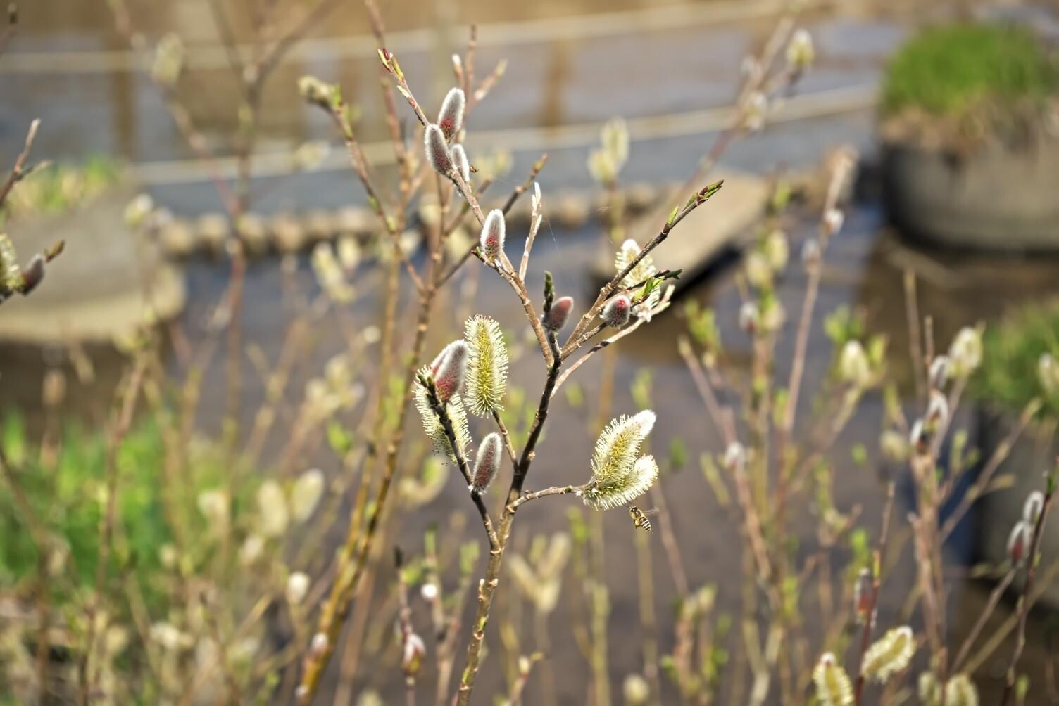 Googleレンズで検索したら ネコヤナ... / GTさんのモーメント | YAMAP / ヤマップ