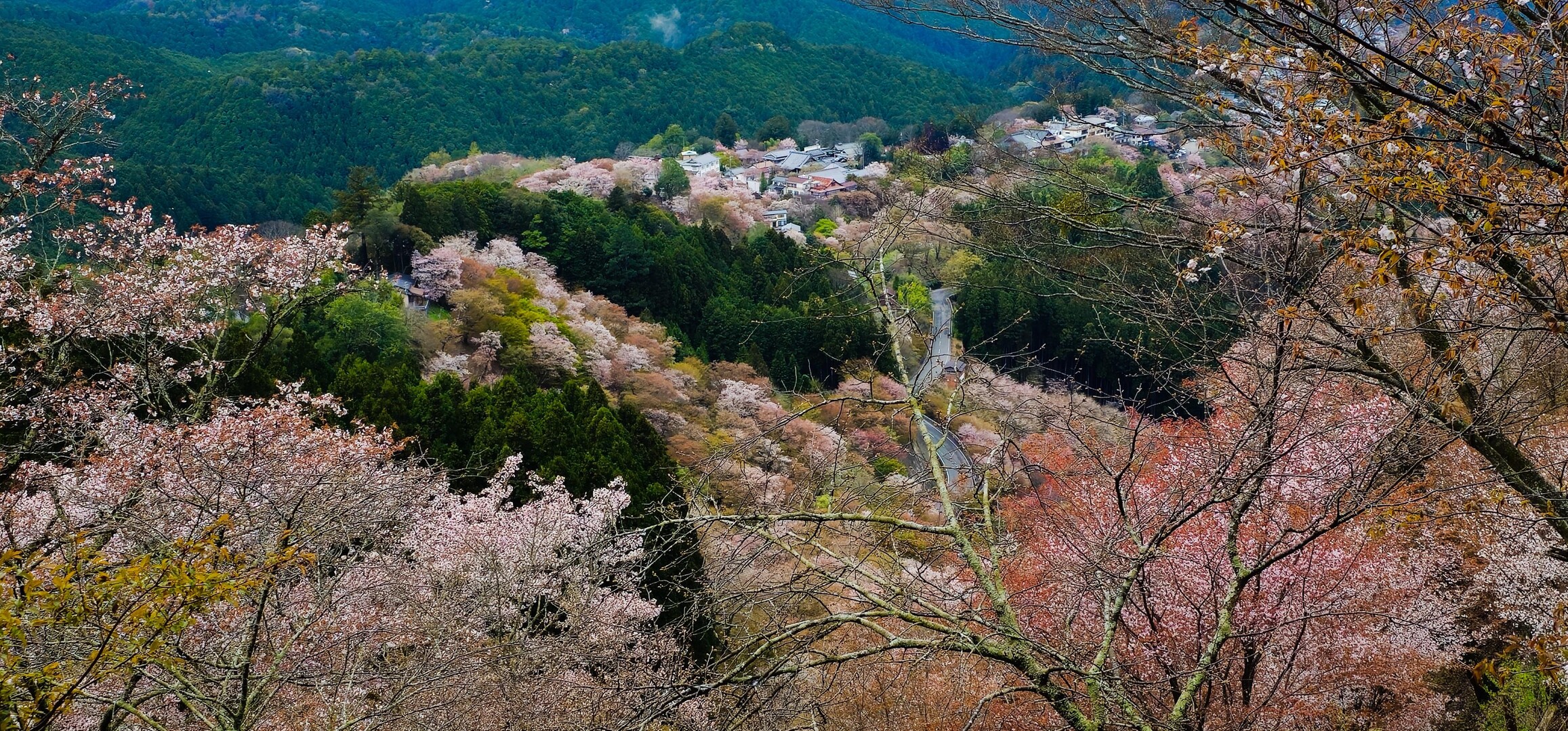 吉野山 / NOKKYさんの吉野山・青根ヶ峰・百貝岳の活動データ | YAMAP / ヤマップ