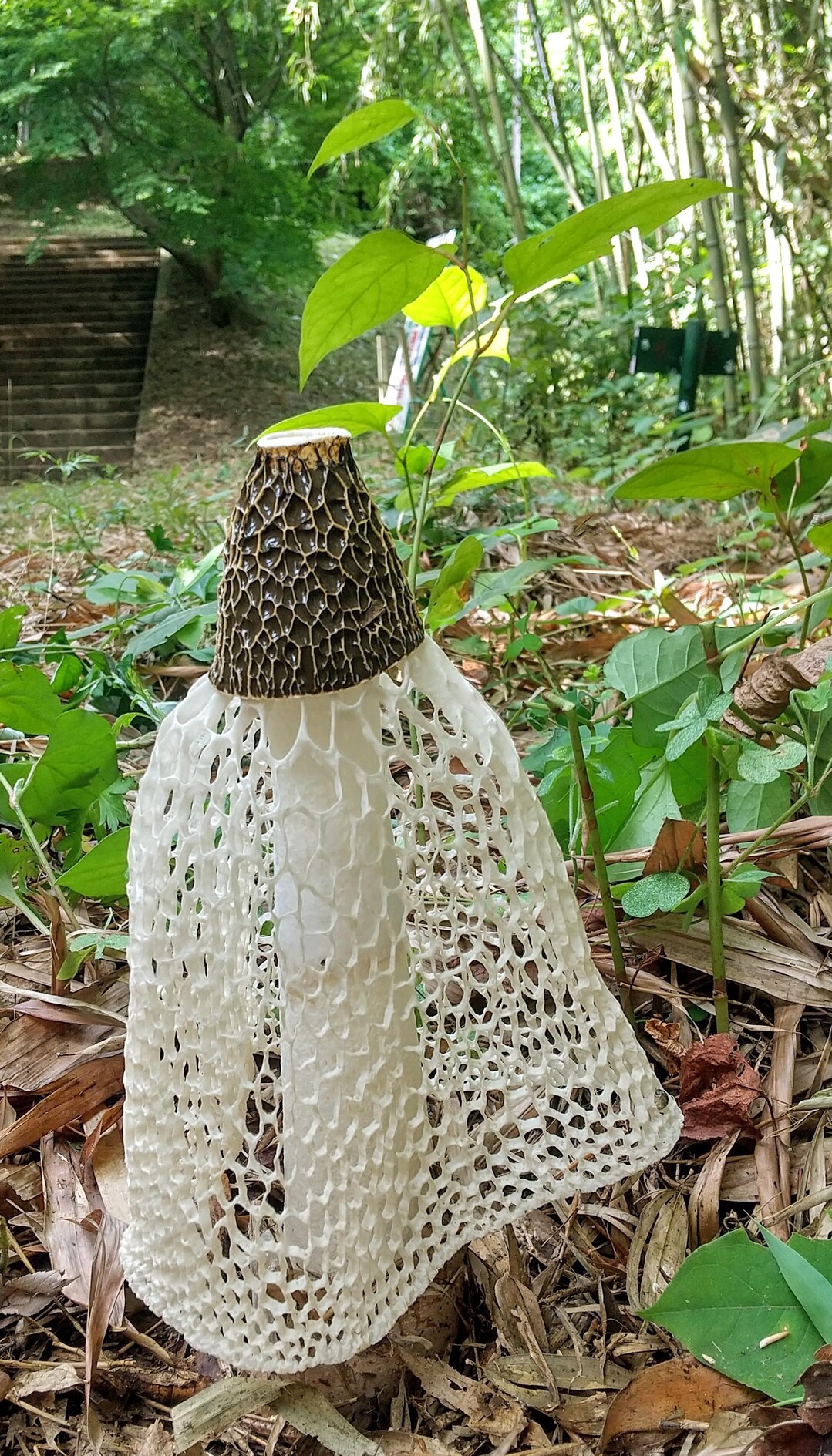 hamukoさん、願いがかないました🎵... / しょうこさんのモーメント | YAMAP / ヤマップ