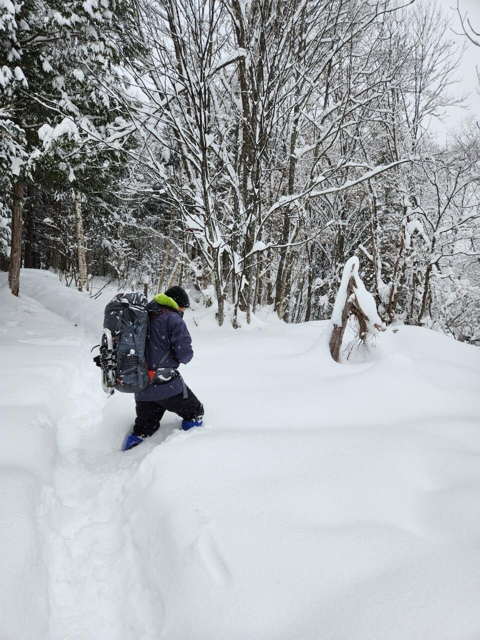 岐阜県 福地山-2024-12-28 YAMAP下山のみ記録、途中撤退 / まーくんさんの福地山の活動データ | YAMAP / ヤマップ
