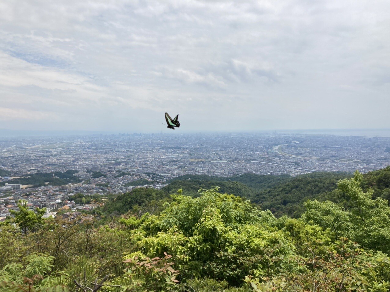 暑いっ💦 中山連山ウォーキング / bin0724さんの中山・大峰山の活動データ | YAMAP / ヤマップ