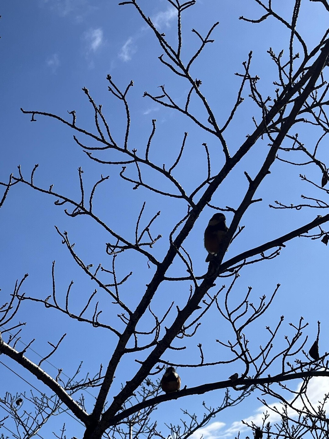 福山市 蔵王山-2024-12-22 / 47craftさんのウォーキングの活動データ | YAMAP / ヤマップ