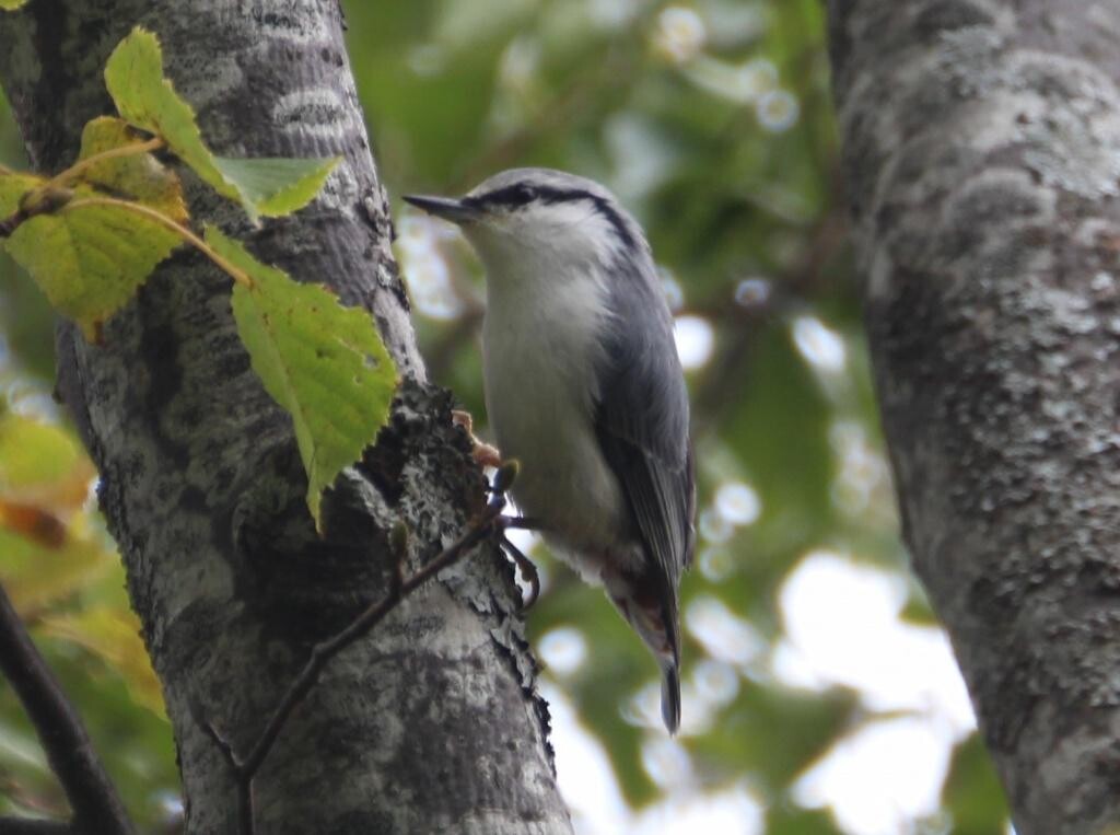 砥石山 / rukamakiさんの砥石山・青山の活動データ | YAMAP / ヤマップ